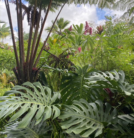 Home - Hi Big Island