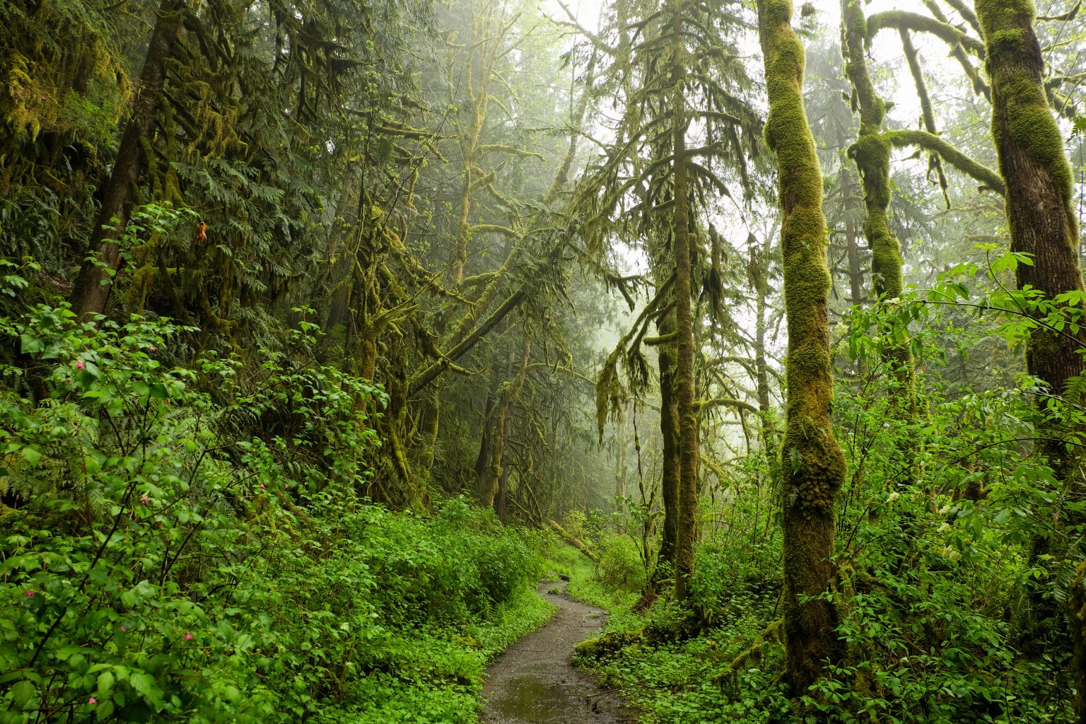 What You Need to Know About Onomea Bay Trail - Hi Big Island