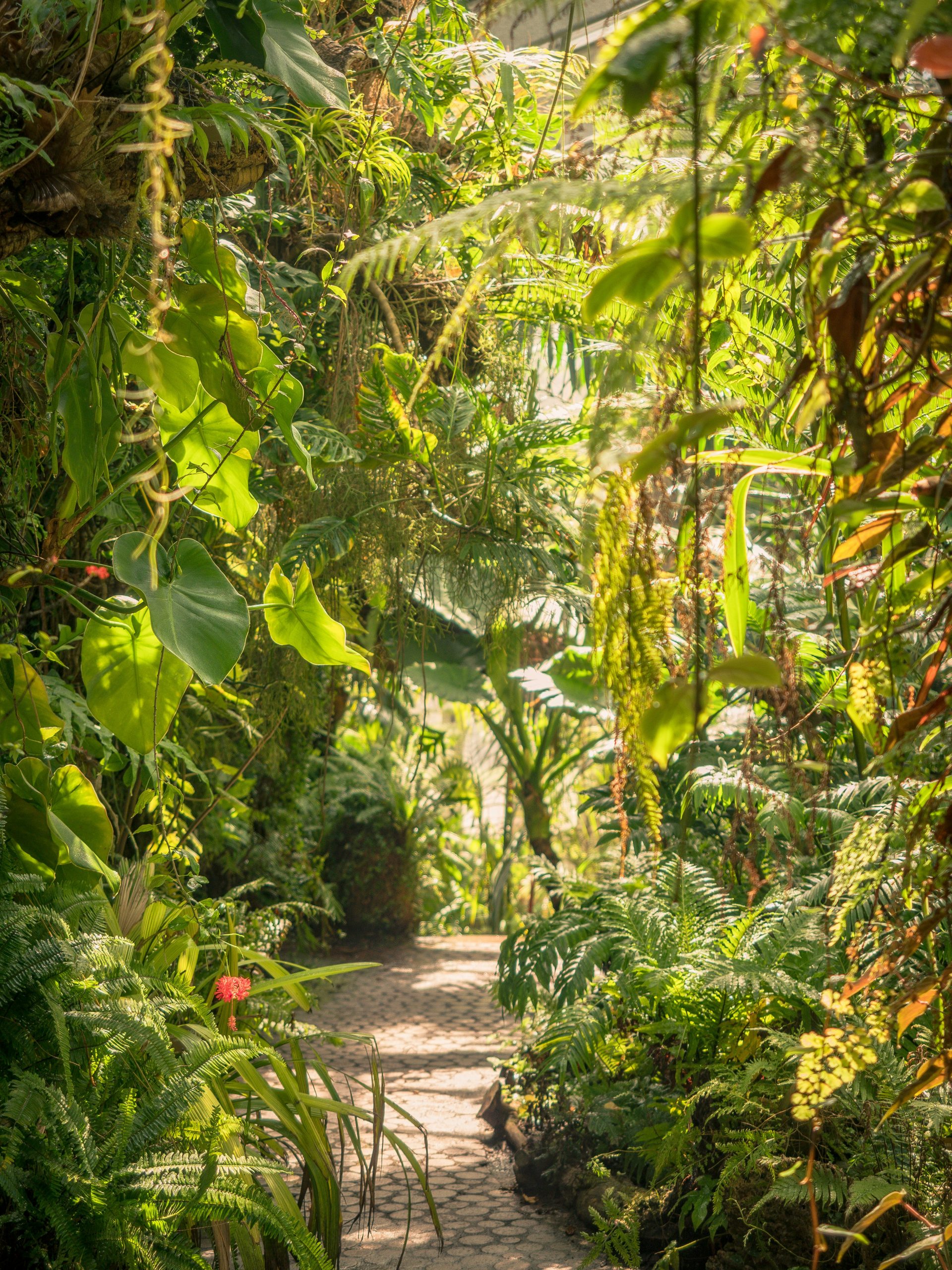 Must See Guide to Hawaii Tropical Botanical Garden - Hi Big Island